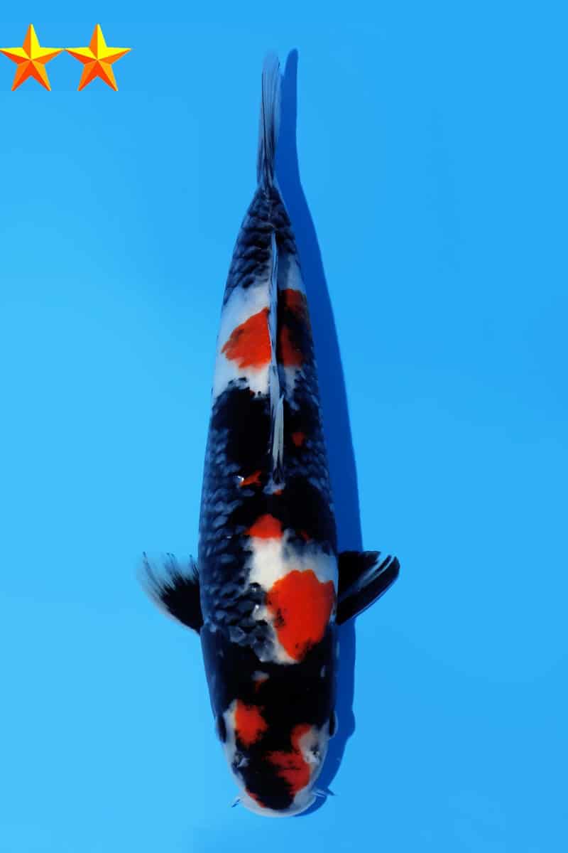 Koi - Gatwick Koi