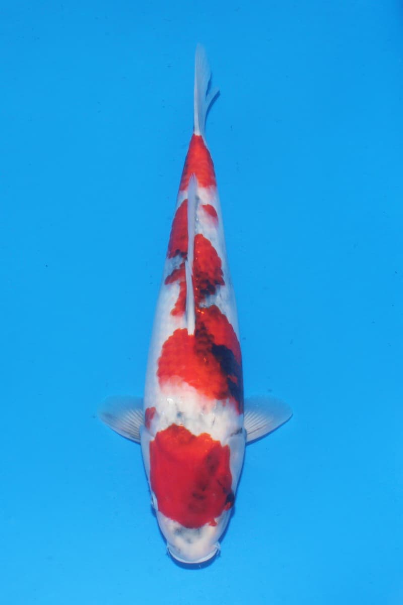 A154 Auction Koi Please Read The Notes In The Description Gatwick Koi a154-auction-koi-please-read-the-notes-in-the-description-gatwick-koi