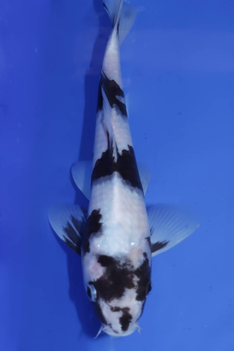 A227 Auction koi- please read the notes in the description. | Gatwick Koi