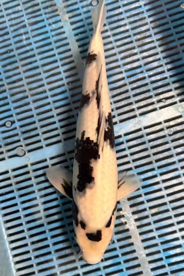 A273 Auction koi- please read the notes in the description. | Gatwick Koi