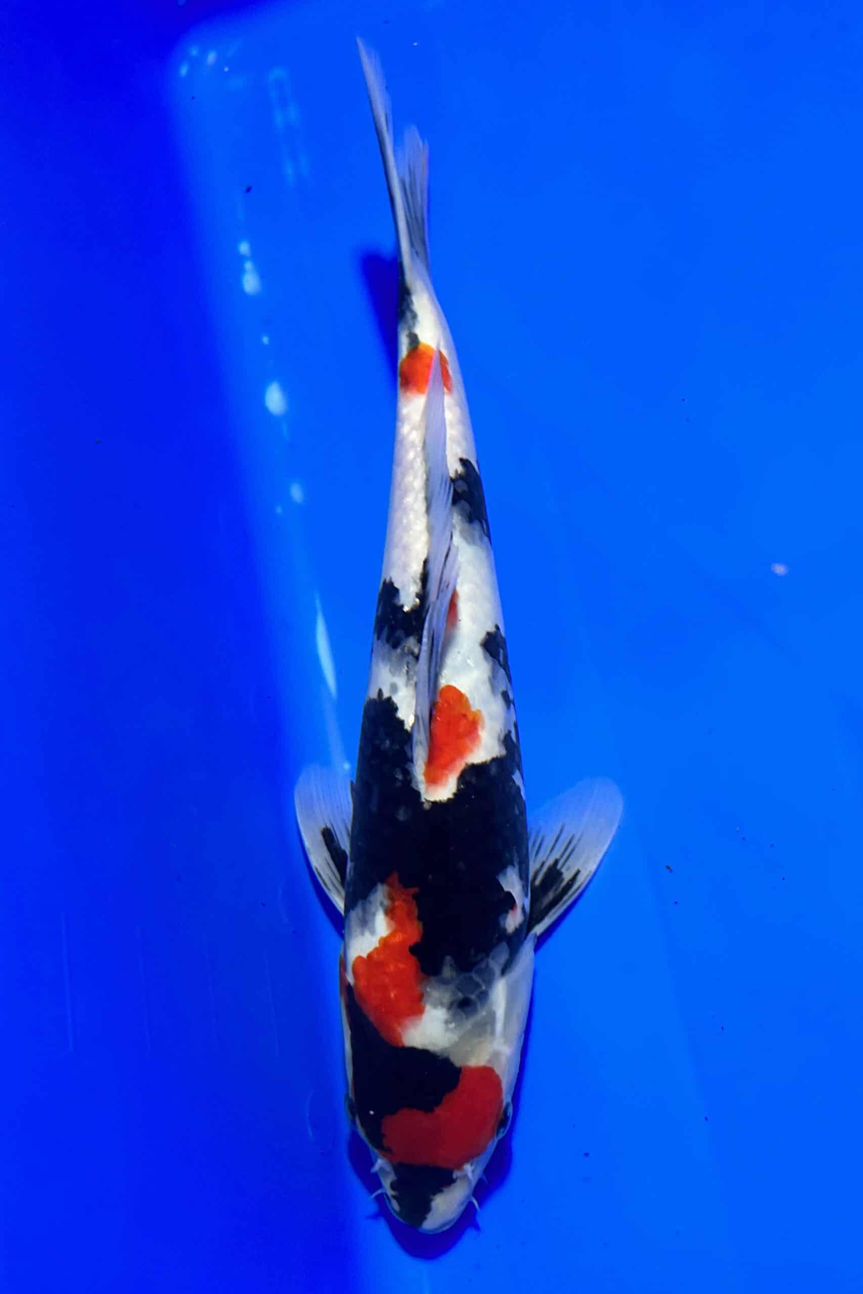 A469 Auction koi- please read the notes in the description. | Gatwick Koi
