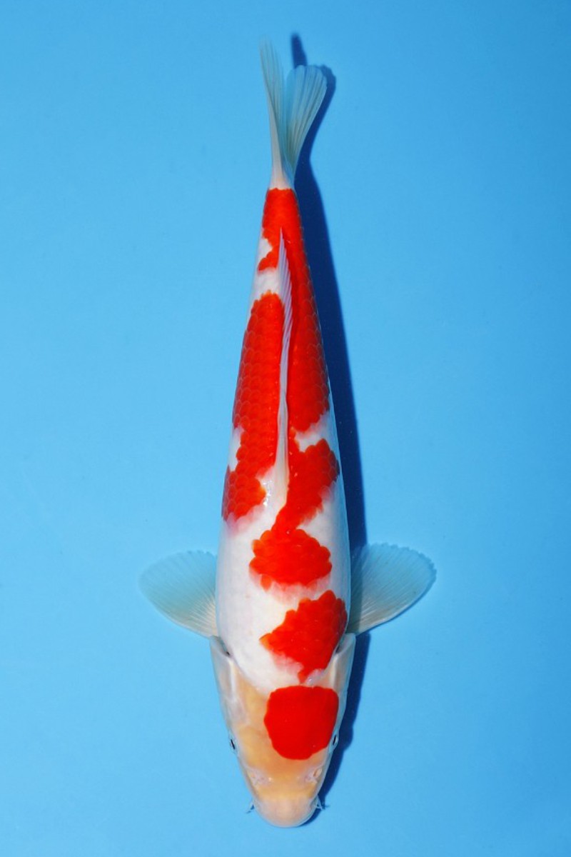 A484 NEW VIDEO Auction koi- please read the notes in the description ...