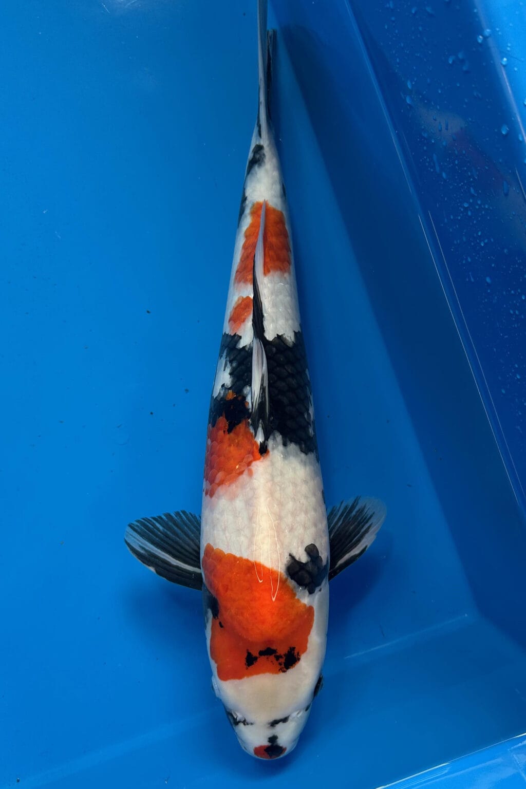A950 Auction Koi Please Read The Notes In The Description Gatwick Koi a950-auction-koi-please-read-the-notes-in-the-description-gatwick-koi