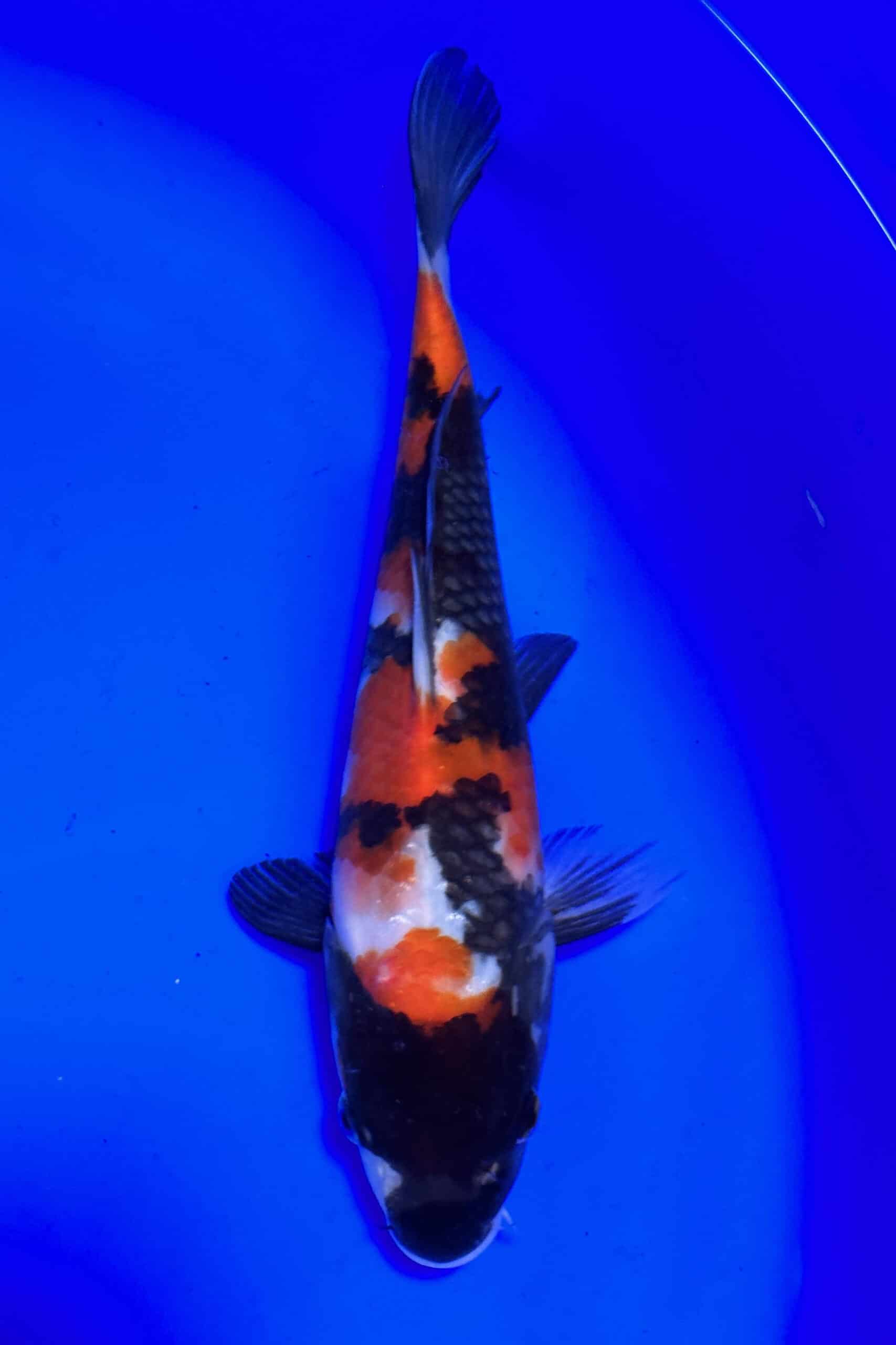 A767 Isa Auction koi- please read the notes in the description ...