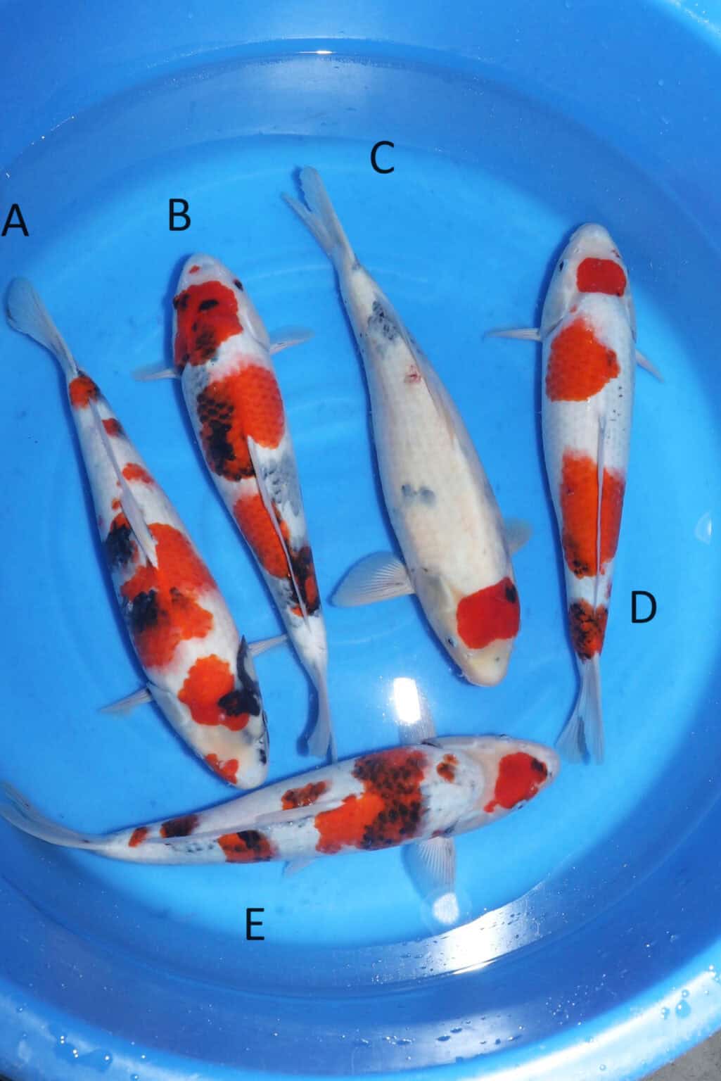 GK 277 Showa Omosako Gatwick Koi gk-277-showa-omosako-gatwick-koi
