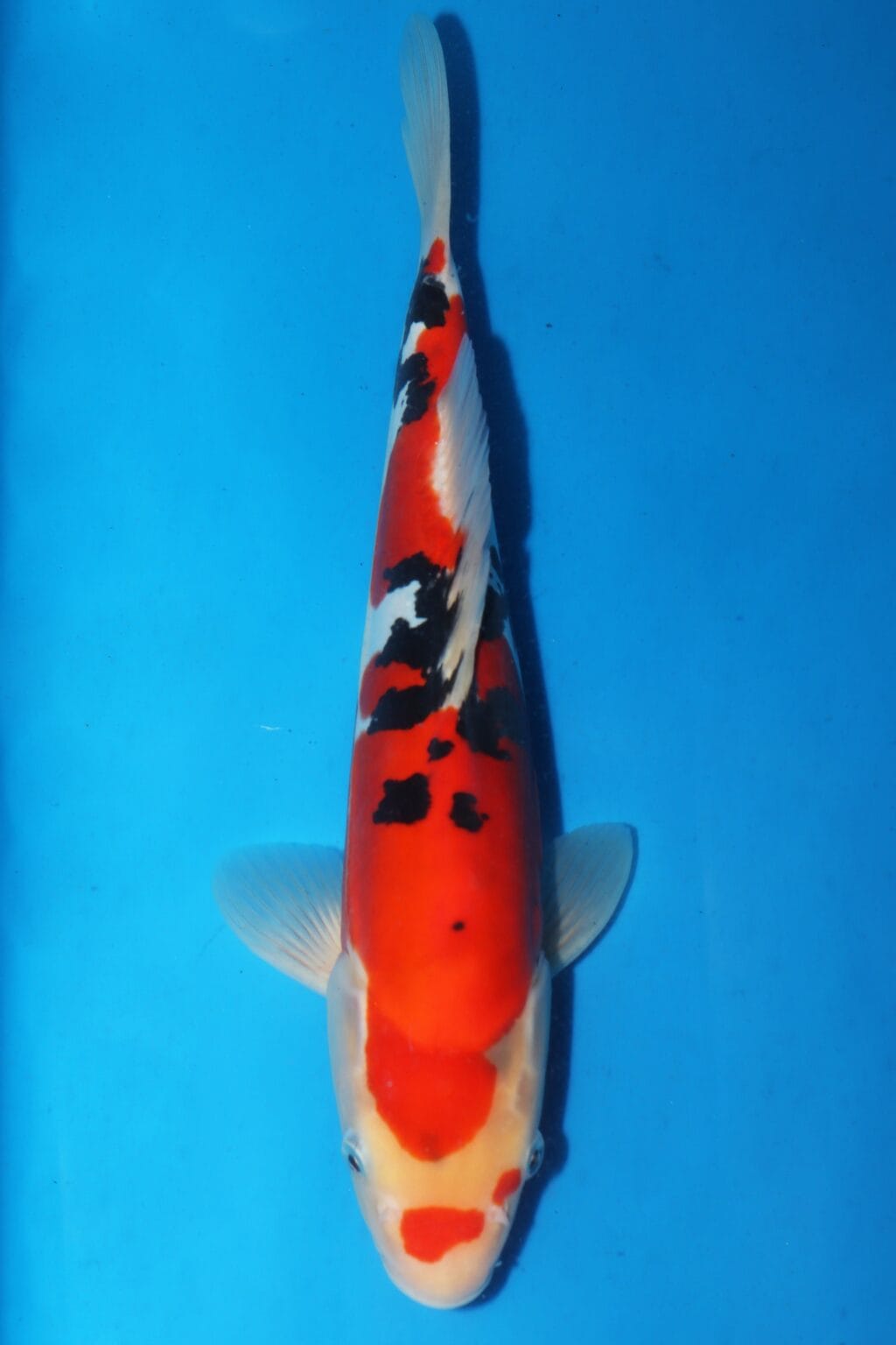 Koi For Sale | Gatwick Koi