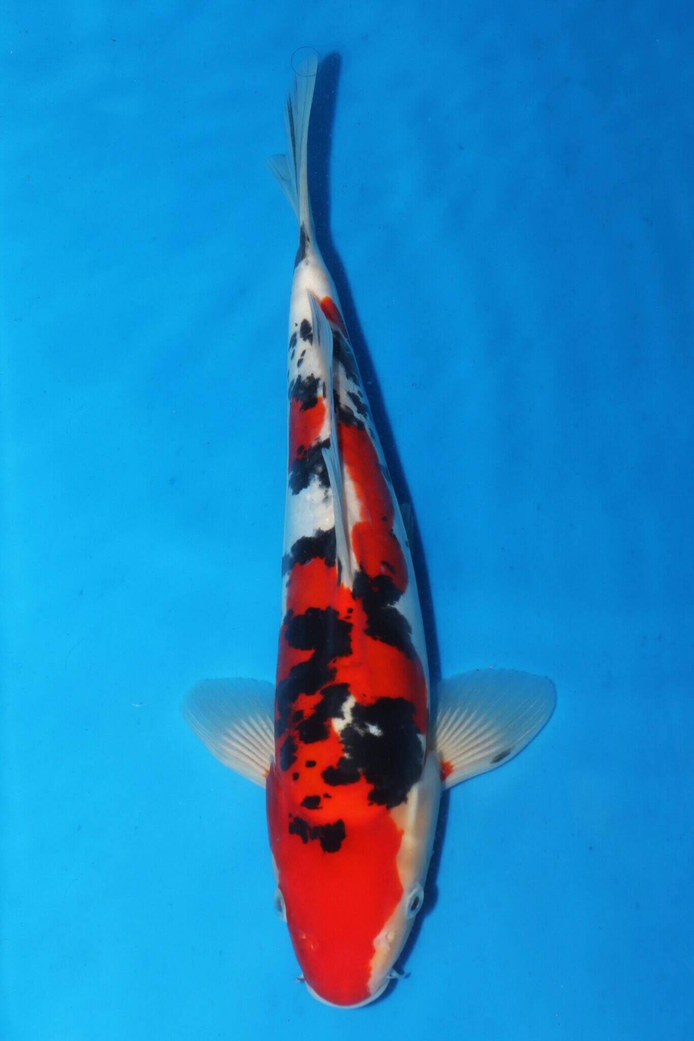 Koi For Sale | Gatwick Koi